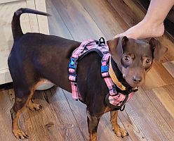 Internet Miniature Pinscher Service, Inc. (IMPS)