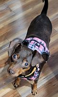Internet Miniature Pinscher Service, Inc. (IMPS)