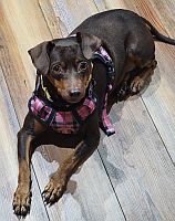 Internet Miniature Pinscher Service, Inc. (IMPS)
